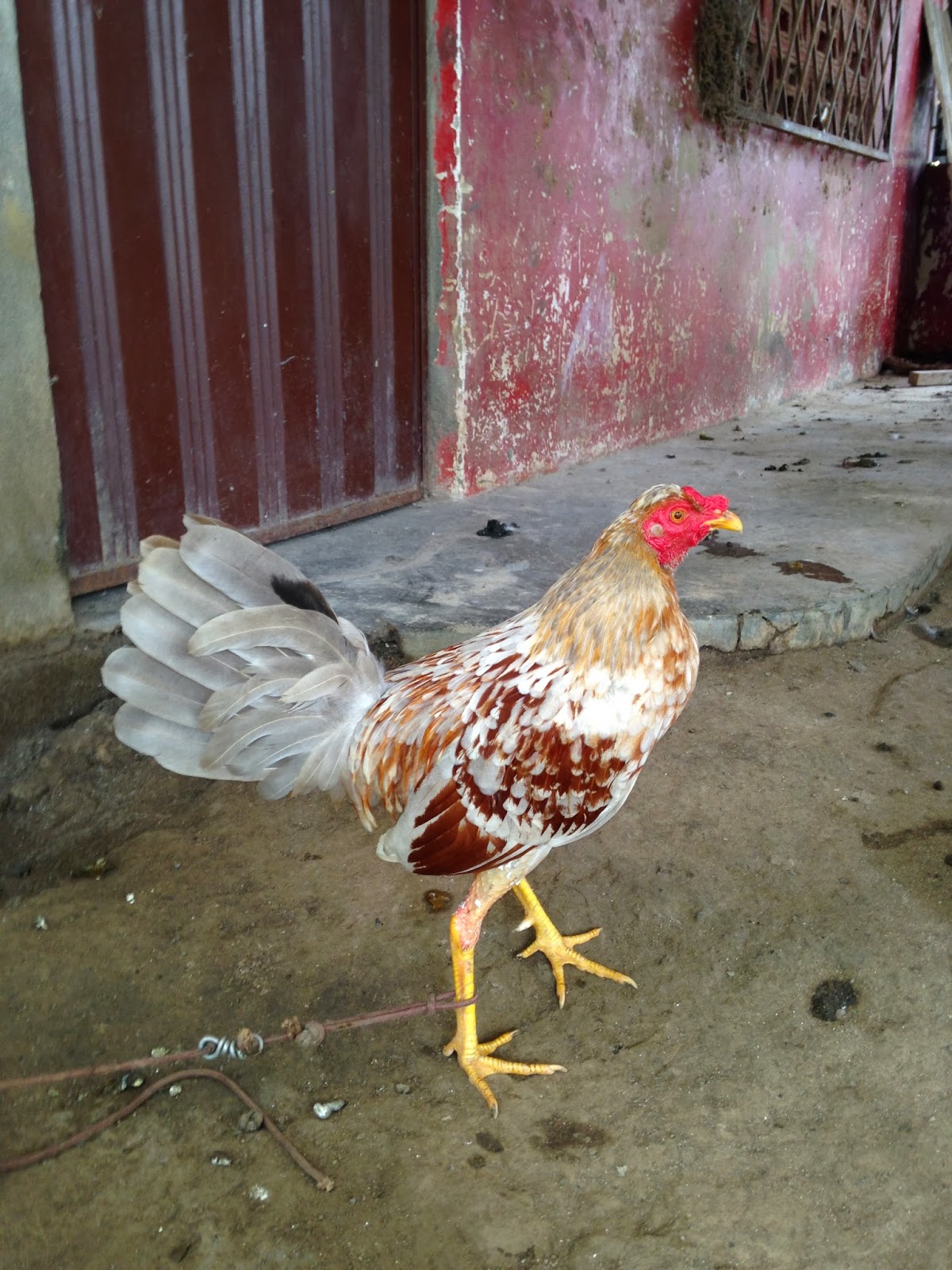 gallos finos 1200c40: gallino cenizo copeton 9 meses